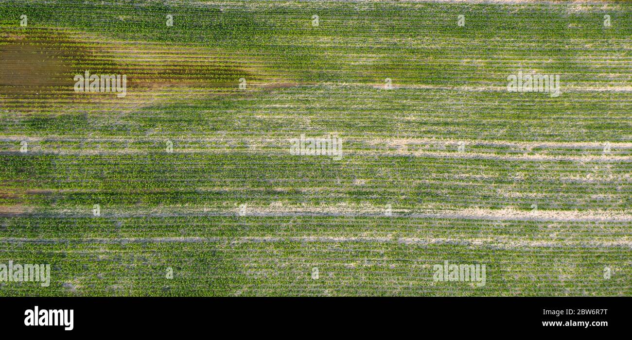 farm field, agriculture, view from above Stock Photo - Alamy