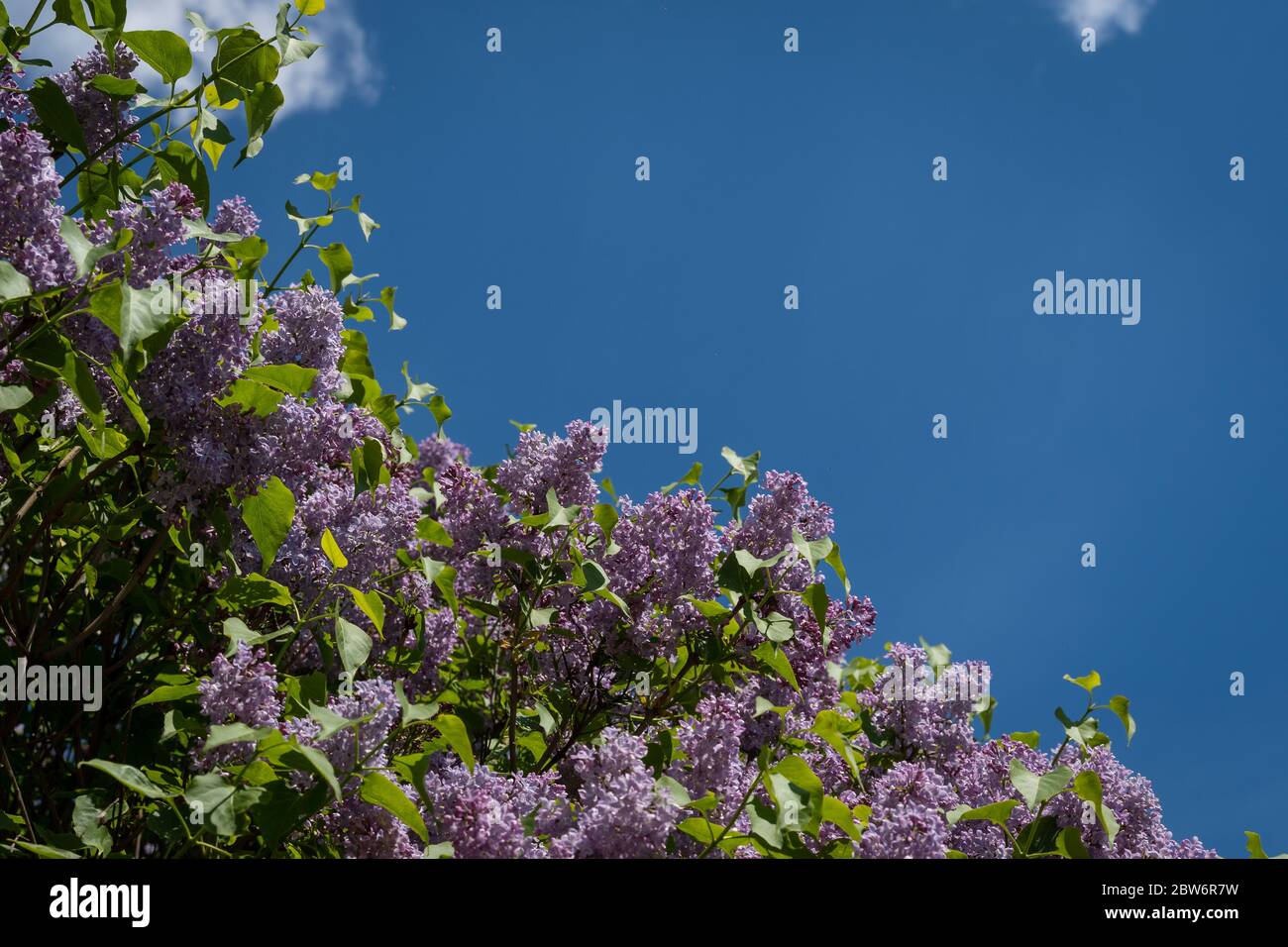Yelnya swamp hi-res stock photography and images - Alamy