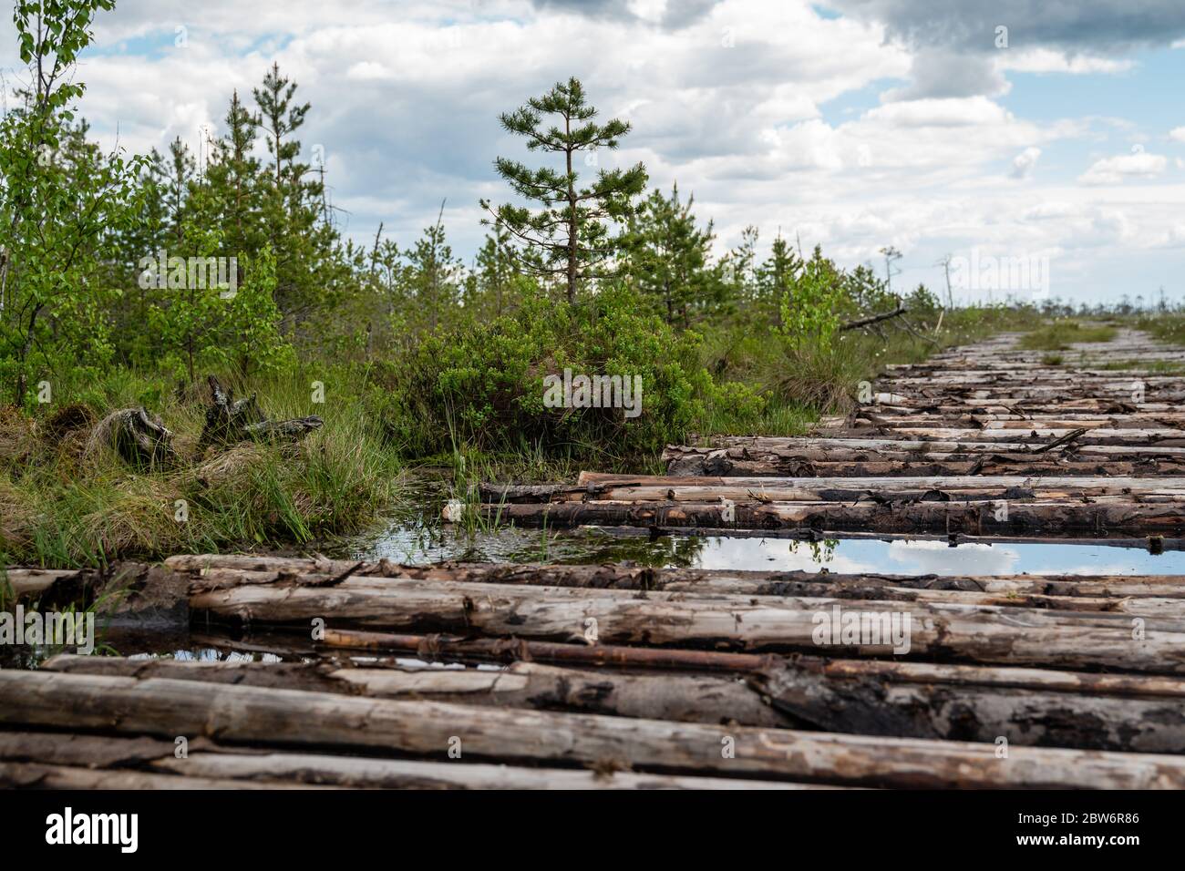 Typical swamp vegetation hi-res stock photography and images - Alamy