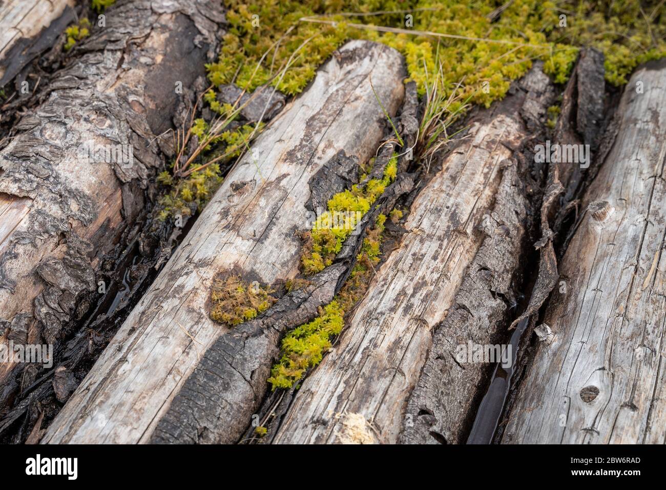 Typical landscape of a bog in spring or summer. Rare vegetation, marsh ...