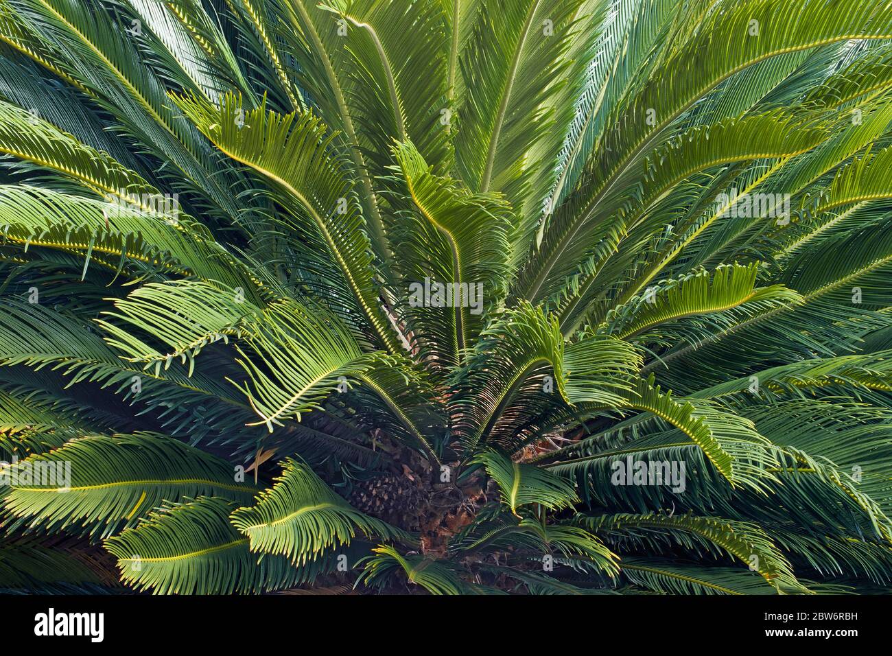 Sago Palm (Cycas revoluta). Called King sago, Sago cycad and Japanese ...