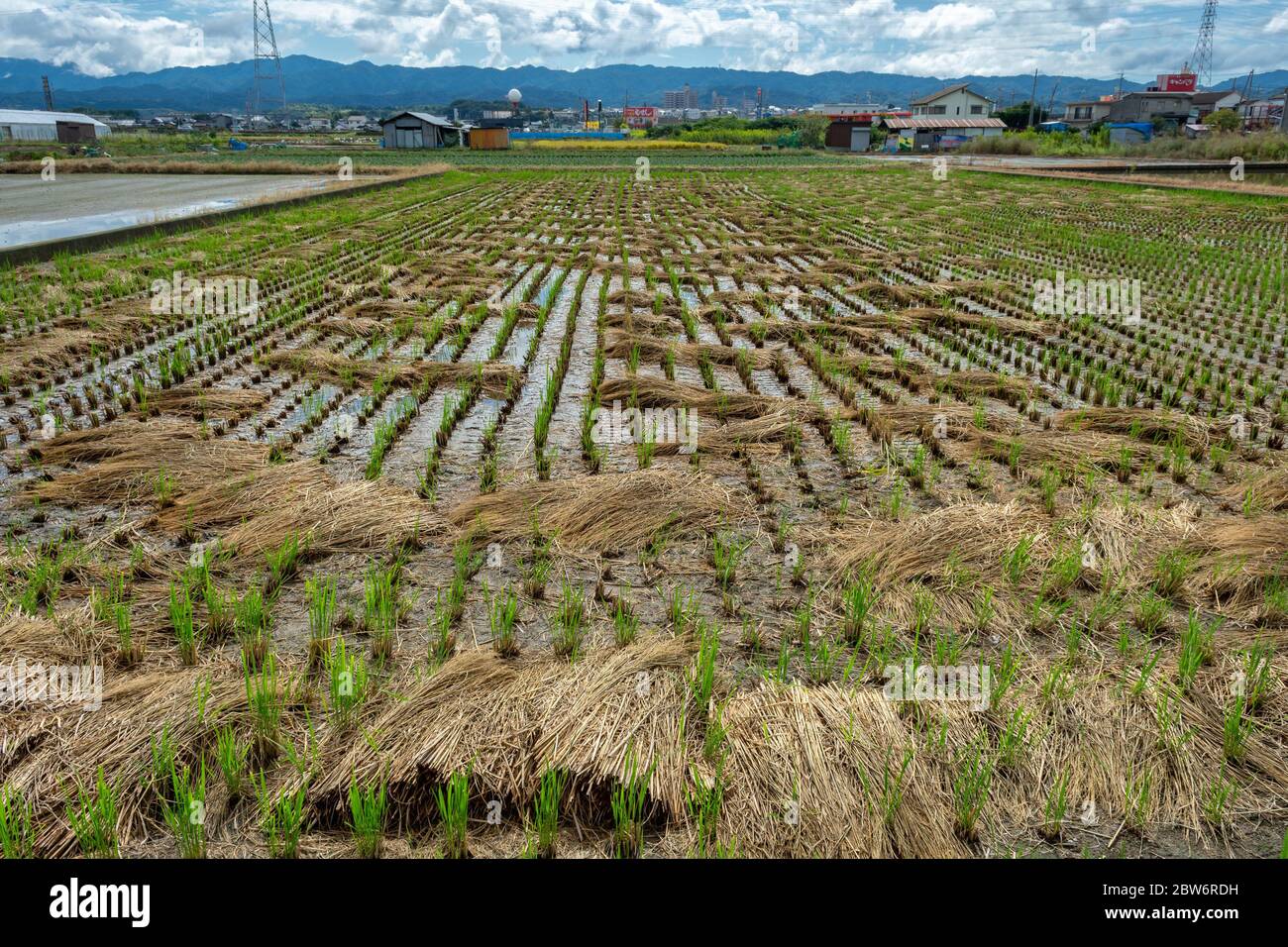 Rice growing japan hi-res stock photography and images - Alamy