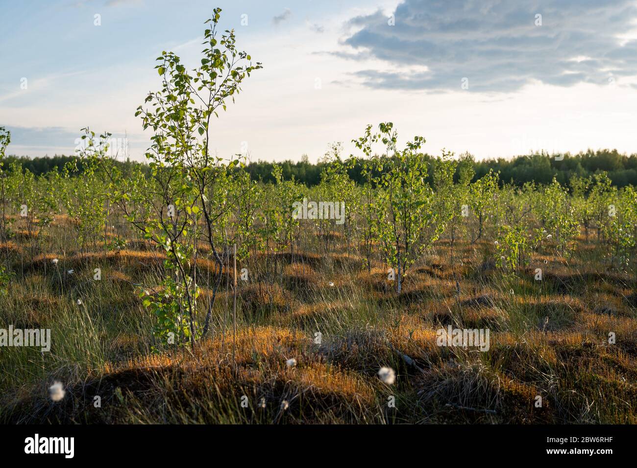 Typical plants of high bogs. Travel through the high bog Yelnya ...