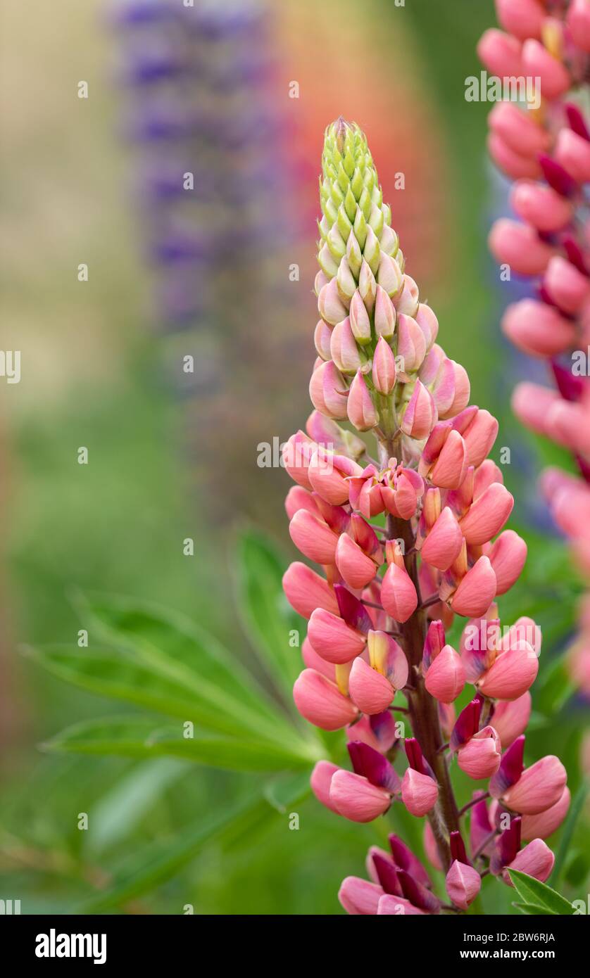 Lupins ( Galllery Pink ) / Lupinus A border of 'Gallery Pink' Lupins at ...