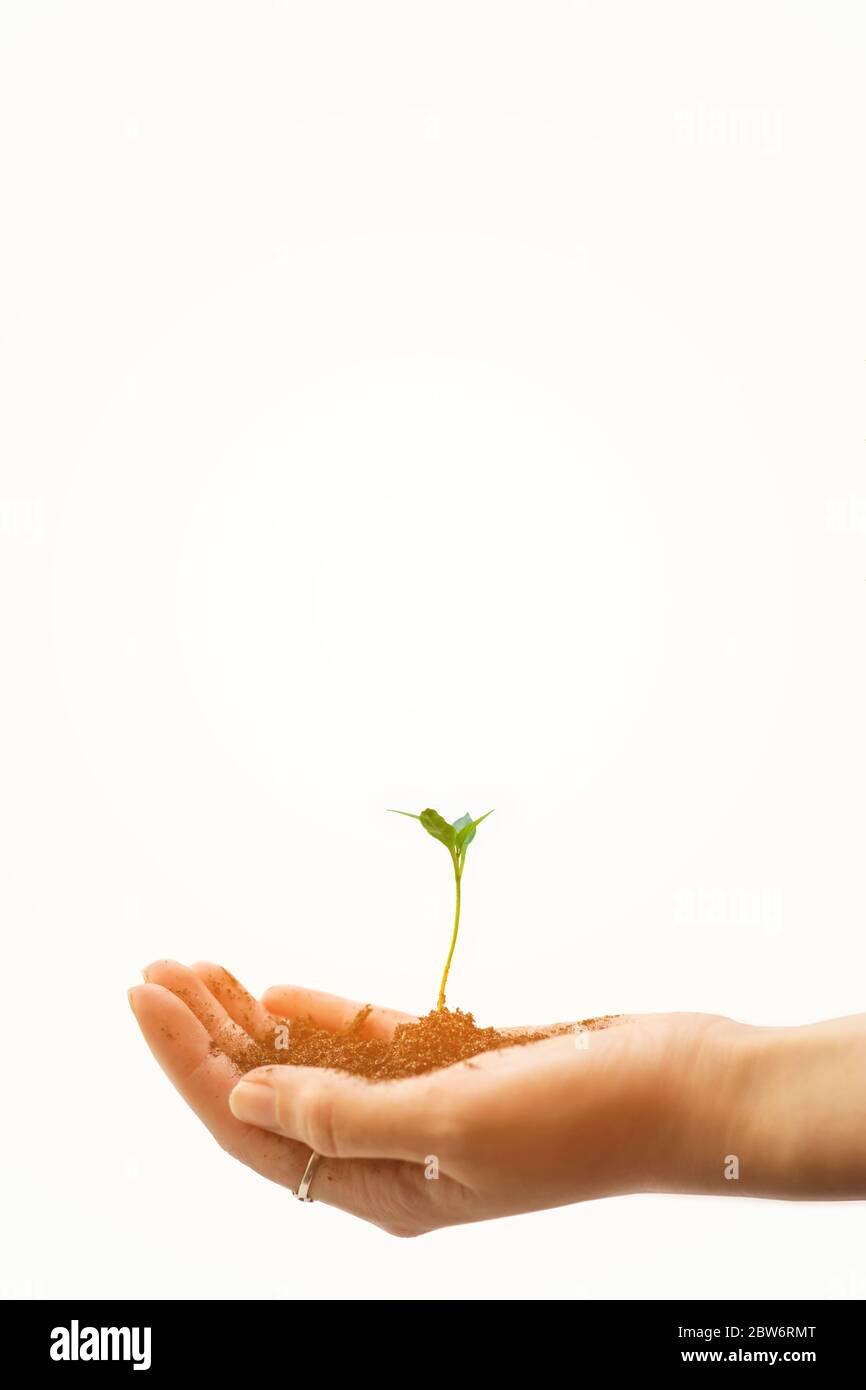 Hand holding small tree for planting. plant growth evolution from seed ...