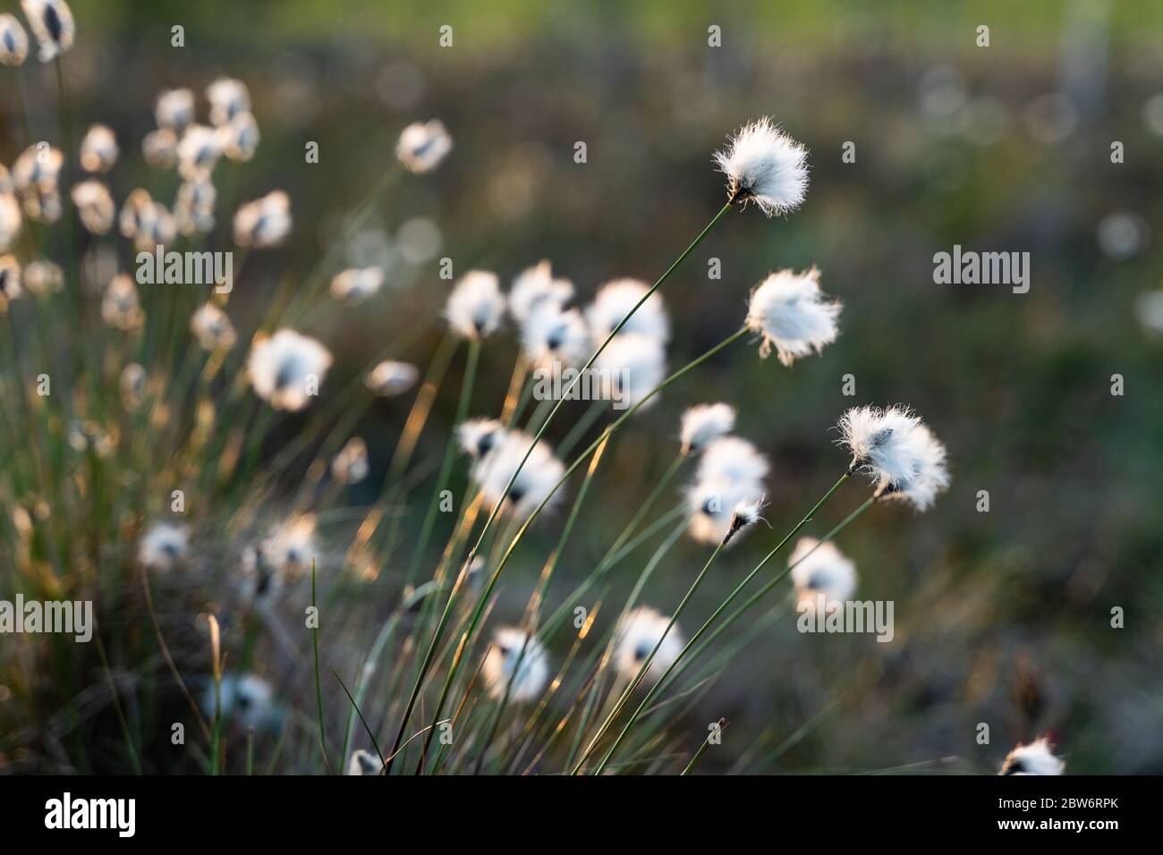Swamp flax hi-res stock photography and images - Alamy