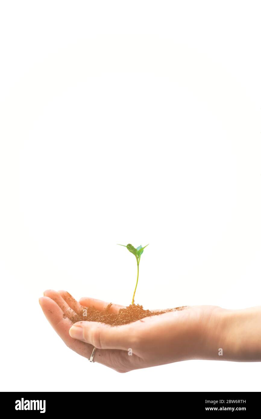 Hand holding small tree for planting. Seedlings are growing from arid ...