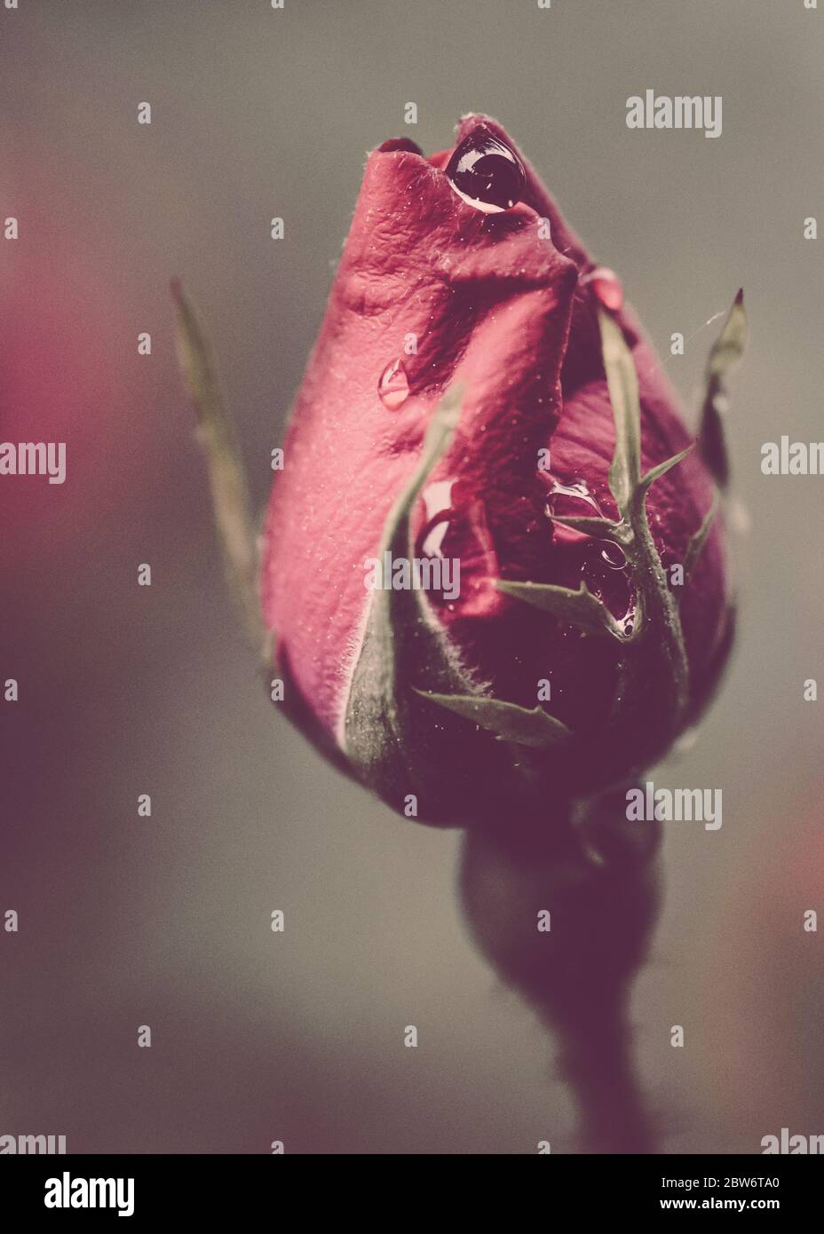 Dripping rose hi-res stock photography and images - Alamy