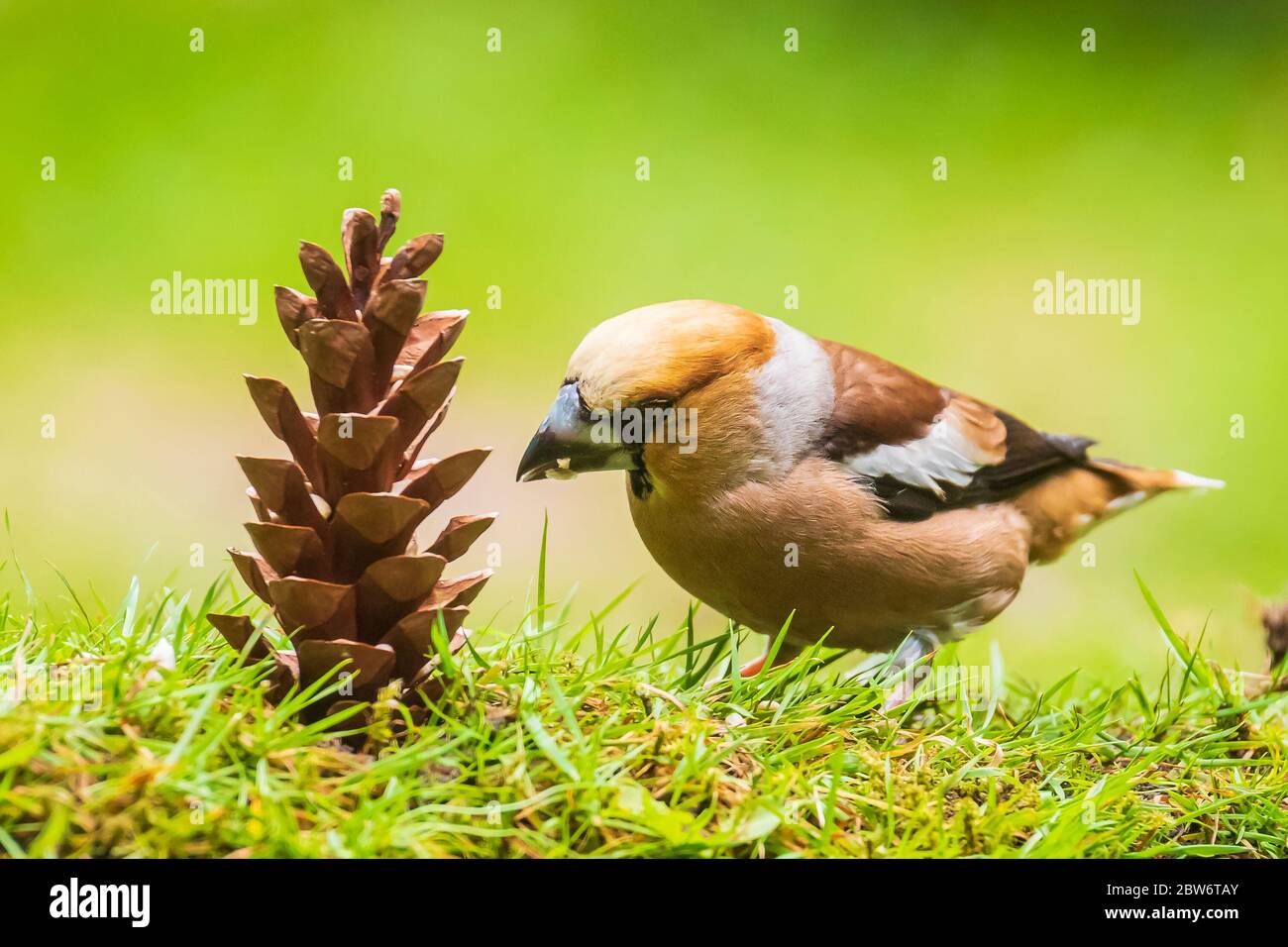 Closeup of a hawfinch male Coccothraustes coccothraustes bird feeding ...