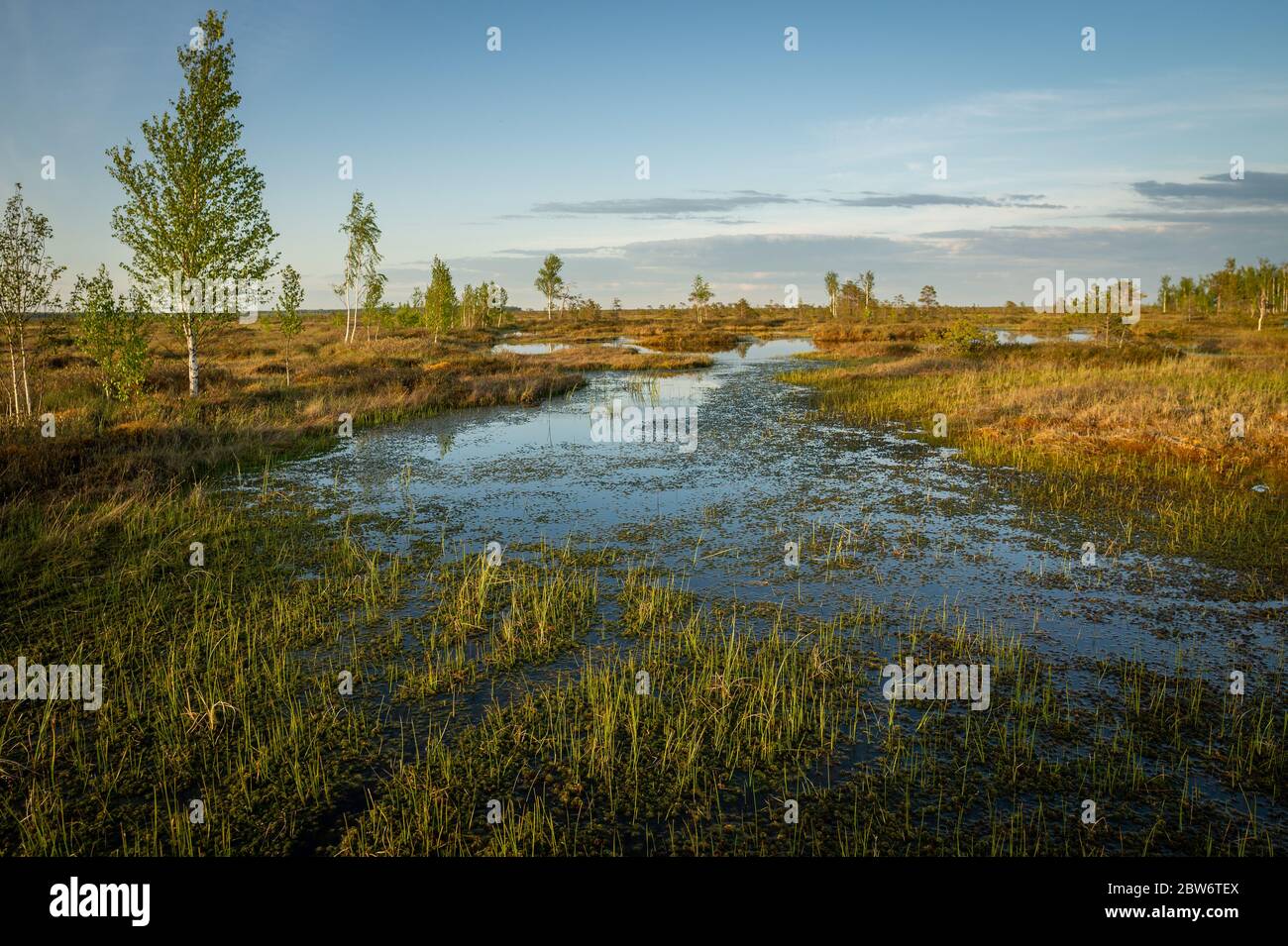 Travel through the high bog Yelnya, Belarus Stock Photo - Alamy