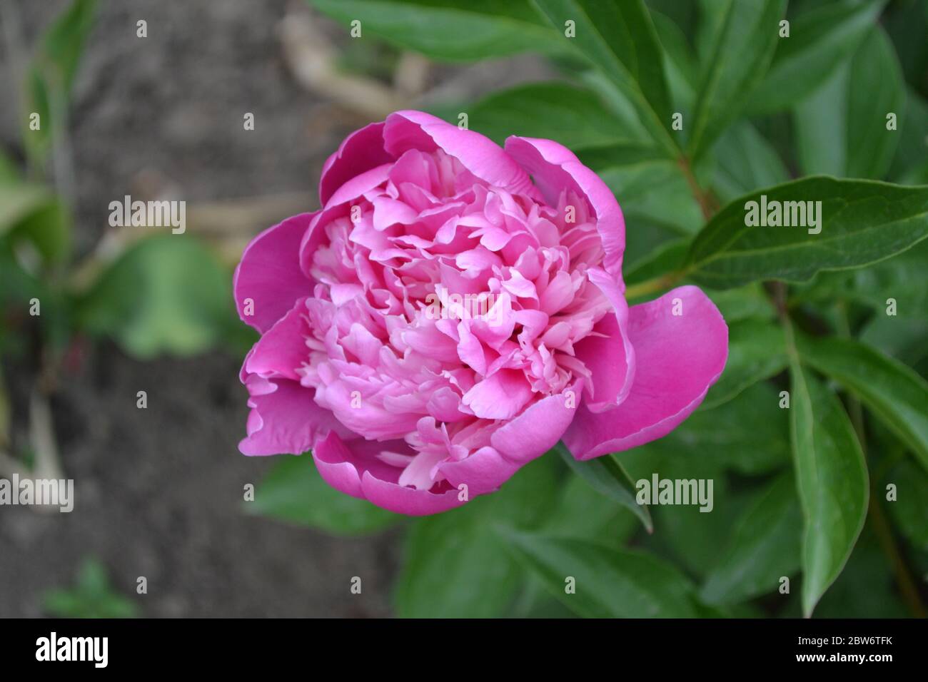 Gardening Home garden, flower bed. House, field, farm. Green leaves ...