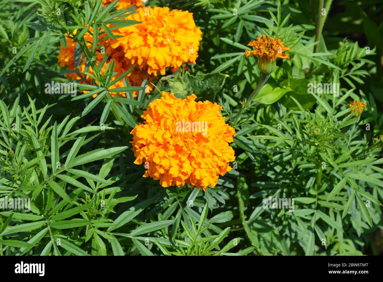 Gardening. Home garden, flower bed. Green leaves, bushes. Beautiful ...