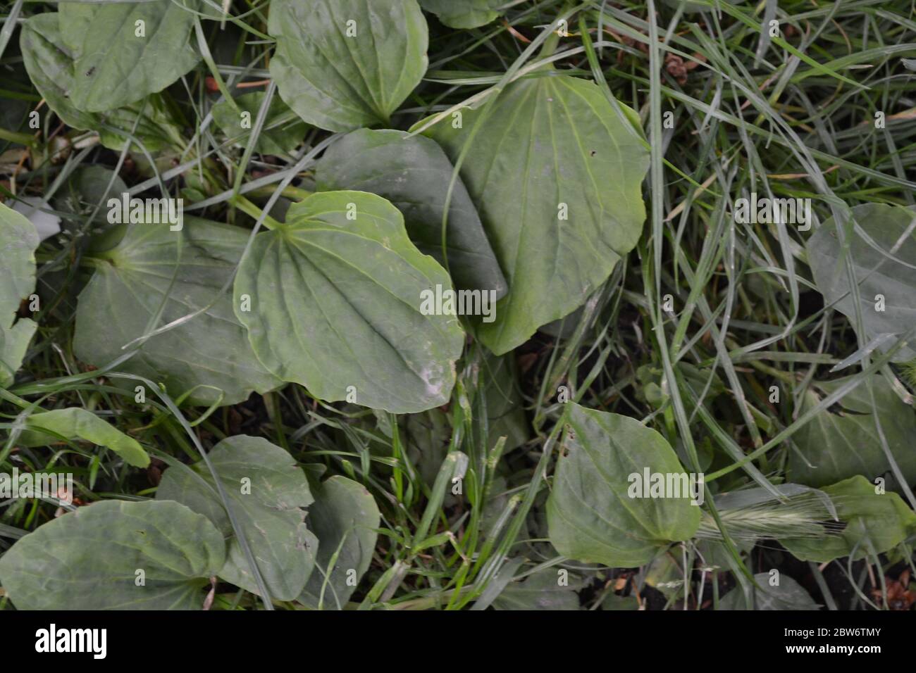 Gardening Home garden, flower bed. House, field. Green leaves, bushes ...