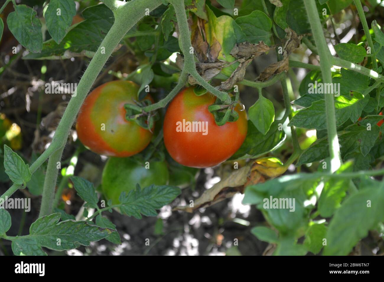 Gardening. Green leaves. Red vegetables. A tomato. Solanum lycopersicum ...