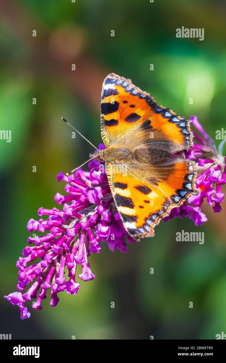 Butterfly on buddleja isolated hi-res stock photography and images - Alamy