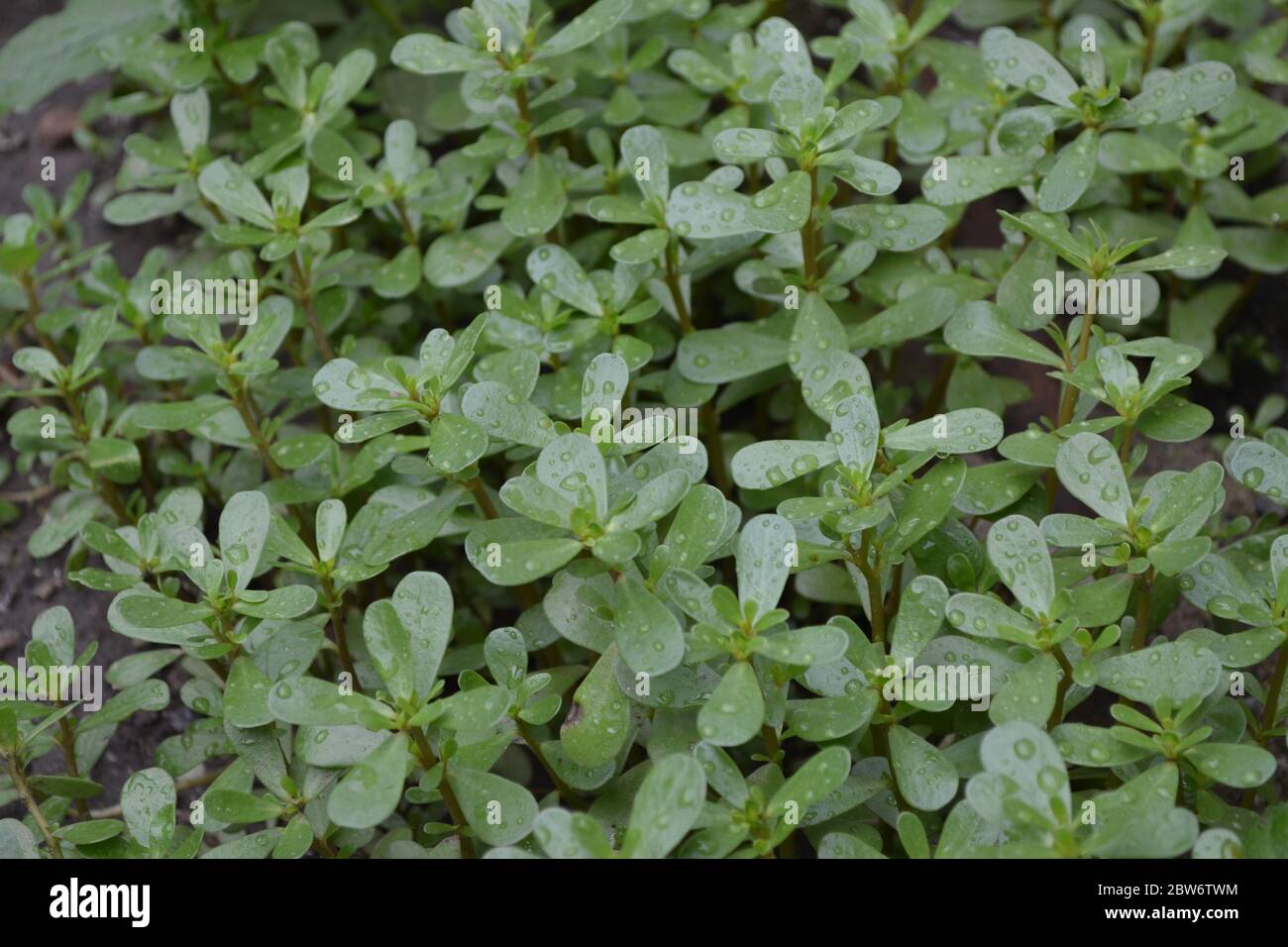 Gardening. Green leaves. Purslane, annual herbaceous succulent plants ...