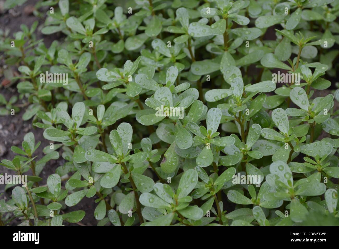 Gardening. Green. Purslane, annual herbaceous succulent plants ...