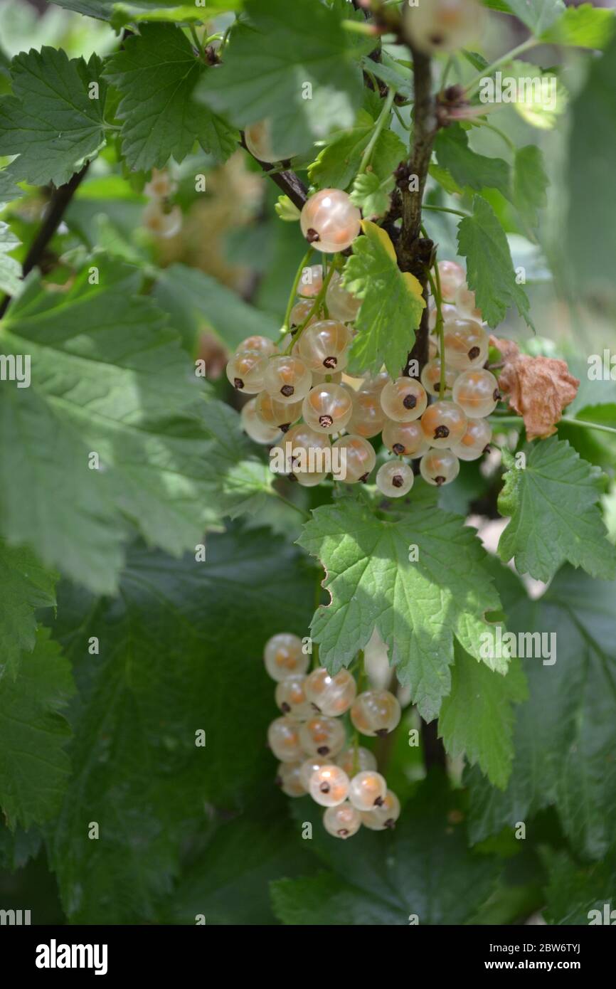 Gardening. Home garden, flower bed. House. Green leaves, bushes. White ...