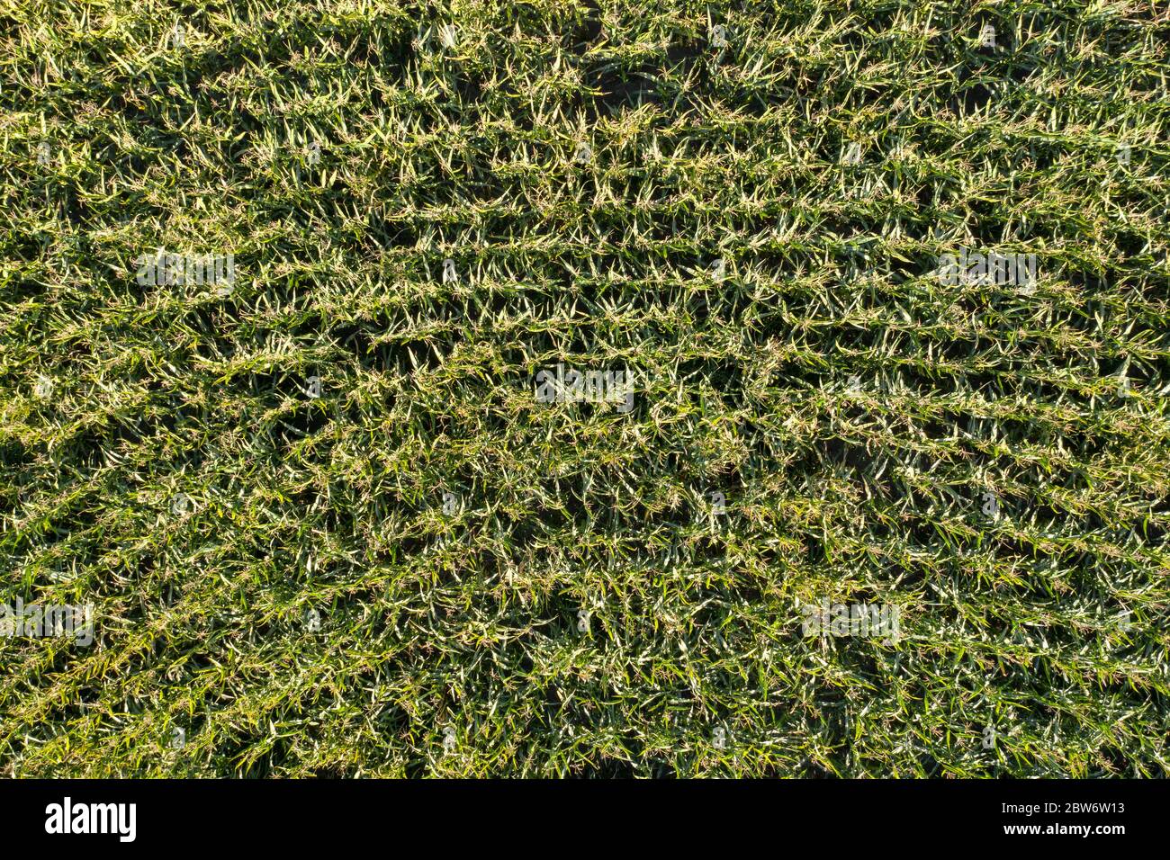 farm field, agriculture, view from above Stock Photo - Alamy