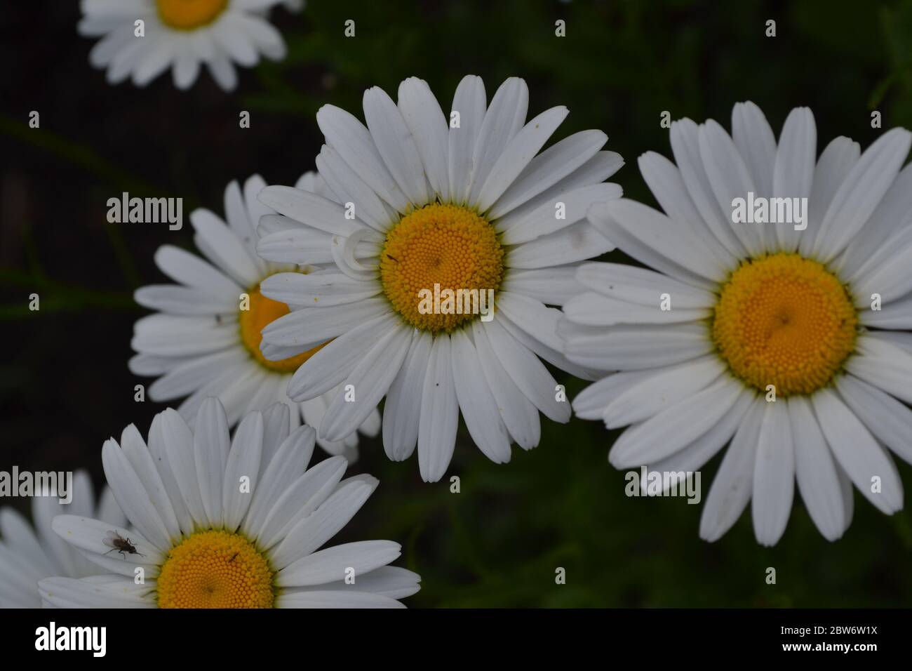 Gardening. Home garden, flower bed. Daisy flower, chamomile. Matricaria ...