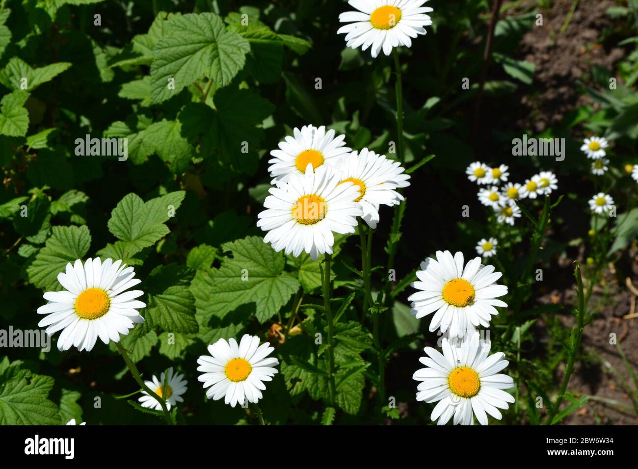 Green leaves, bushes. Daisy, chamomile. Matricaria Perennial flowering ...