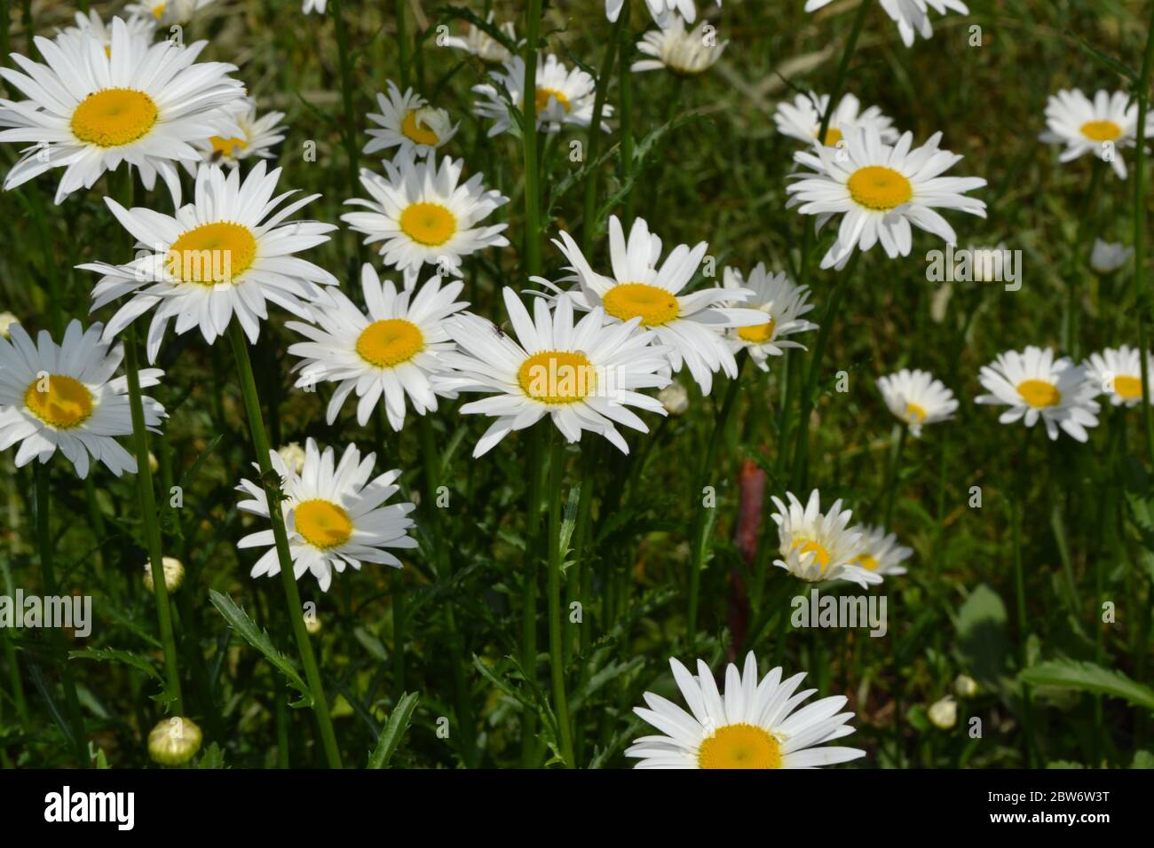 Home garden, flower bed. Gardening. House. Daisy flower, chamomile ...