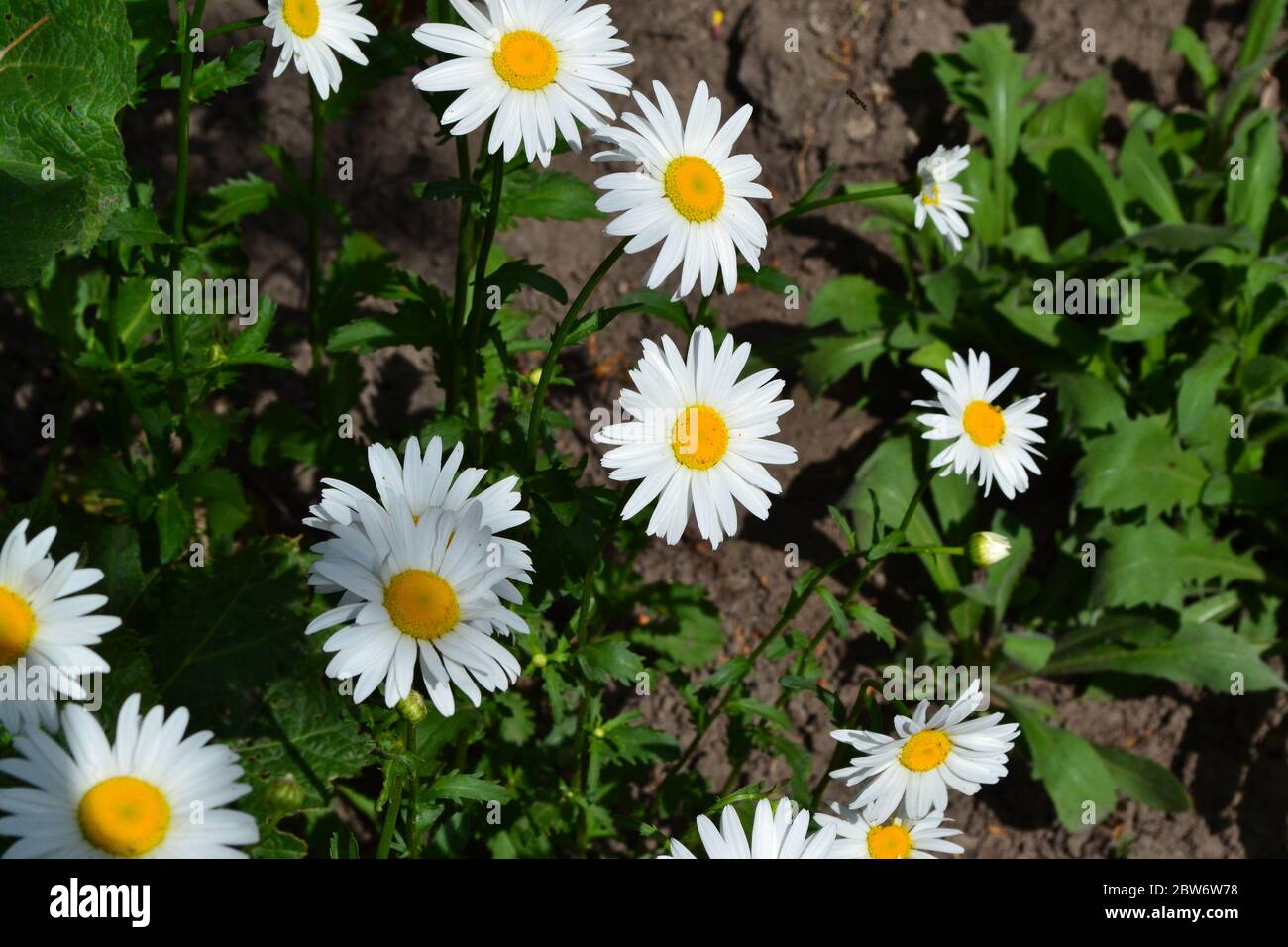 Green leaves, bushes. Daisy, chamomile. Matricaria Perennial. White ...