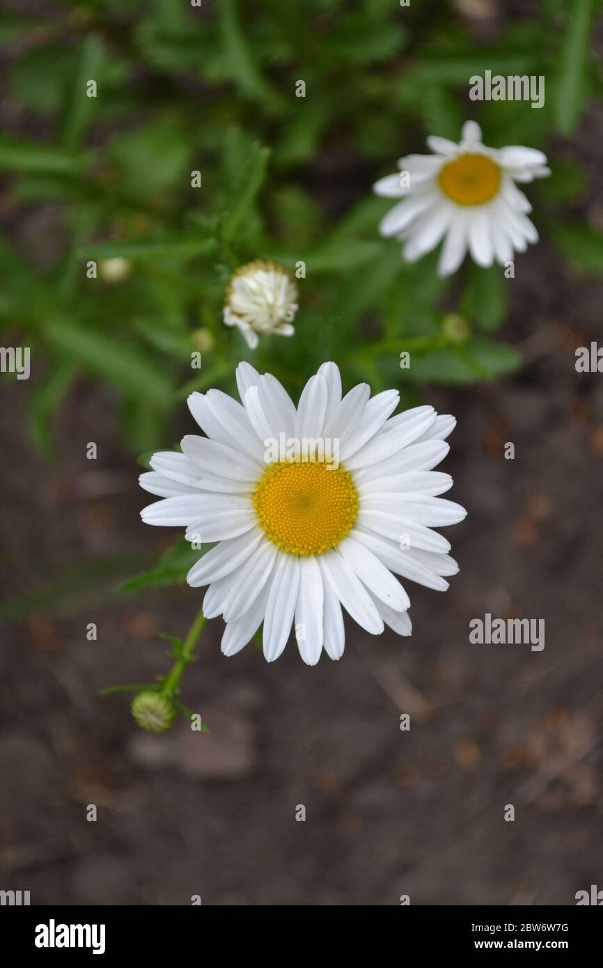 Home. Daisy, chamomile. Matricaria Perennial flowering plant of the ...