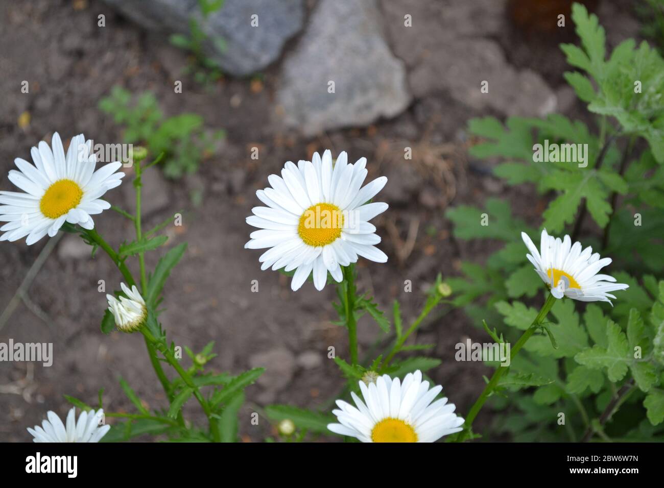 Home garden. Gardening. Daisy flower, chamomile. Matricaria Perennial ...