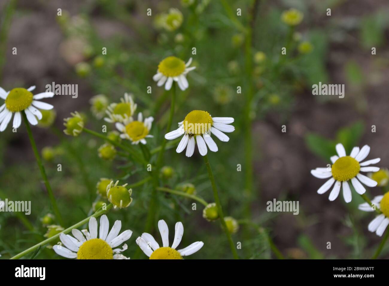 Home. Daisy, Chamomile. Matricaria chamomilla. Annual herbaceous plant ...