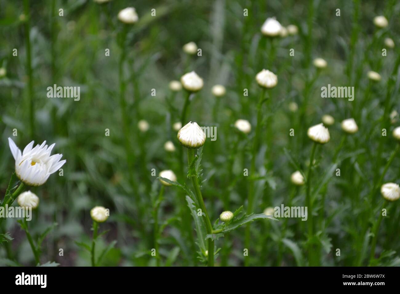 Home. Daisy, chamomile. Gardening. Matricaria. Perennial flowering ...