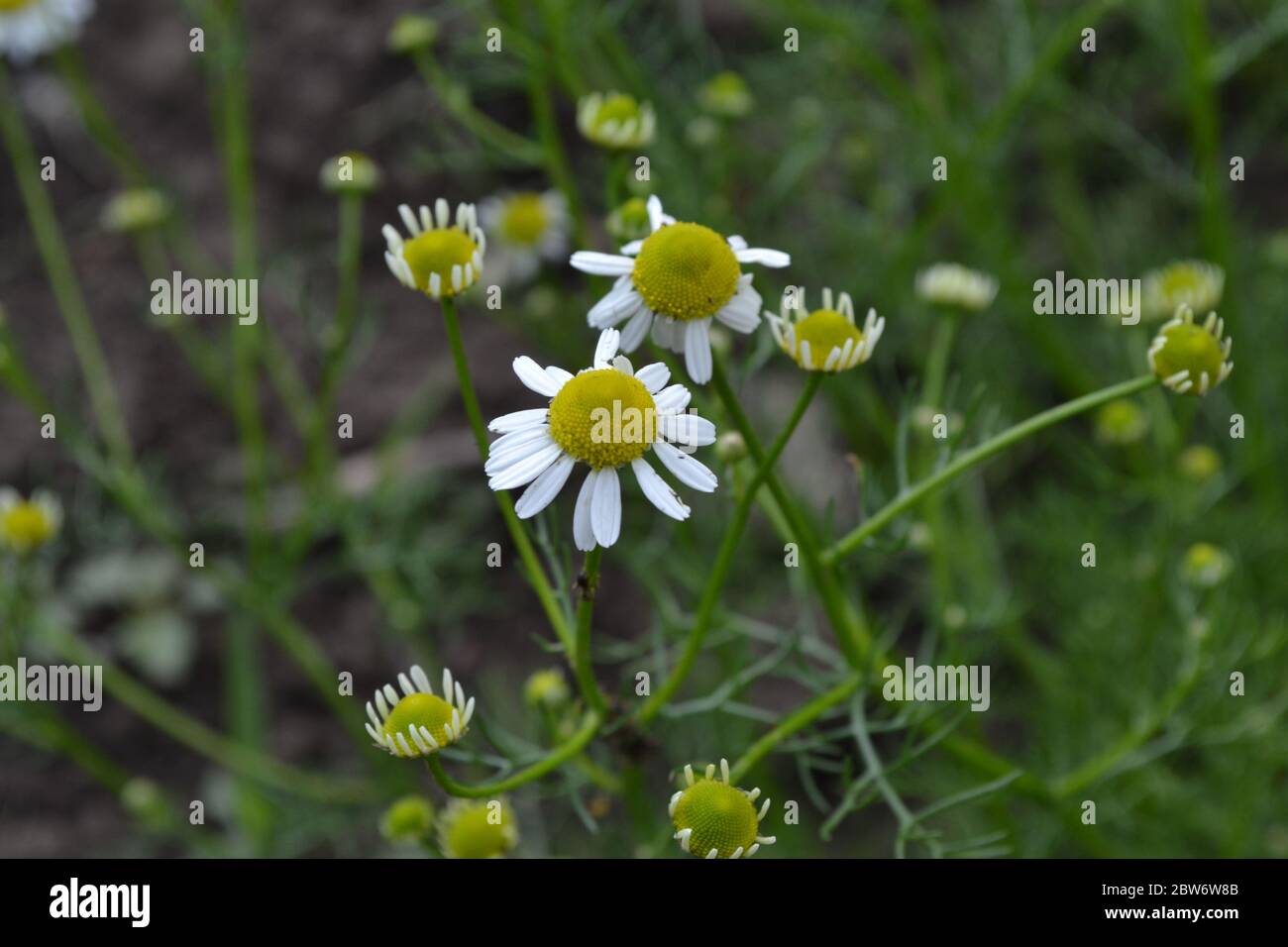 Home garden, flower bed. Gardening. House, field, farm, village. Daisy ...