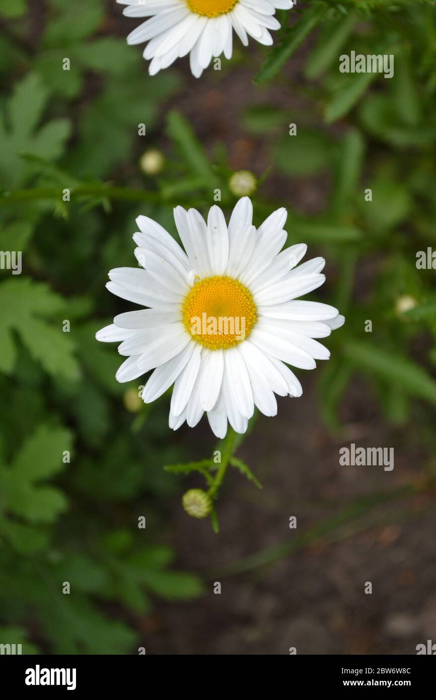 Home. Daisy, chamomile. Matricaria Perennial flowering plant. Beautiful ...