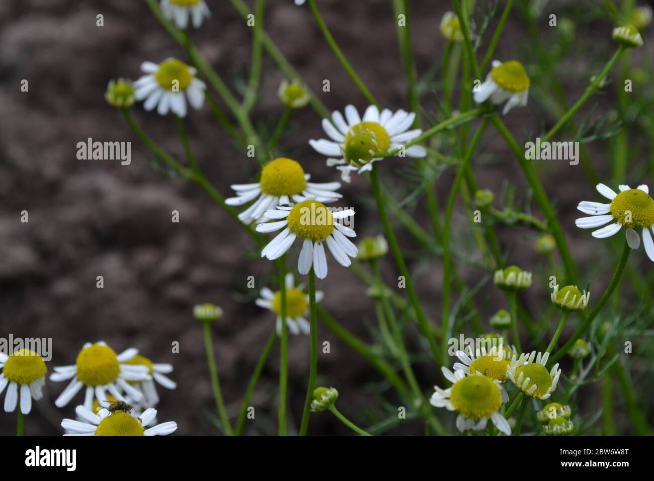 Home garden, flower bed. Gardening. House. Daisy flower Chamomile ...
