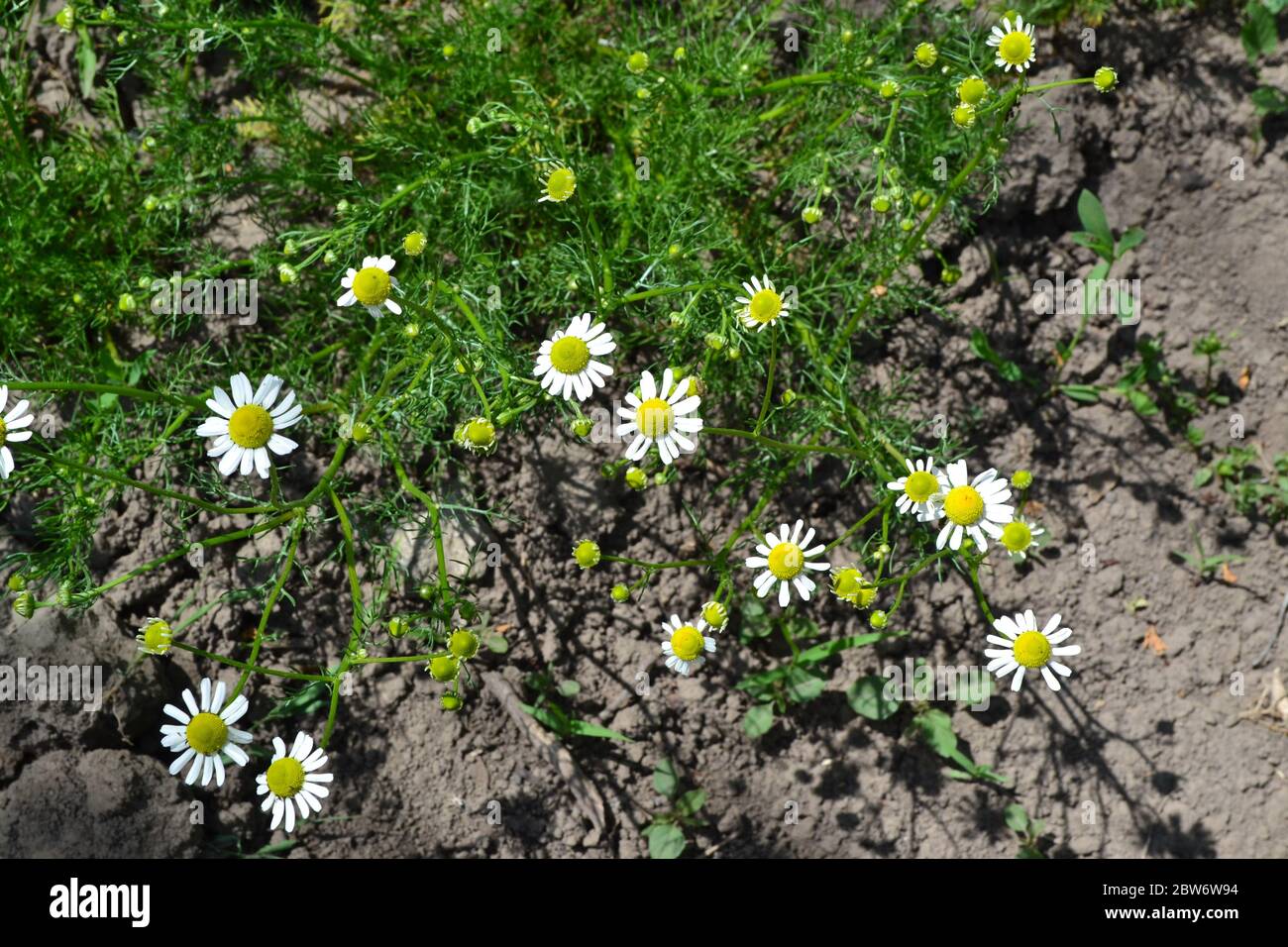 Home. White. Daisy flower Chamomile. Matricaria chamomilla. Annual ...