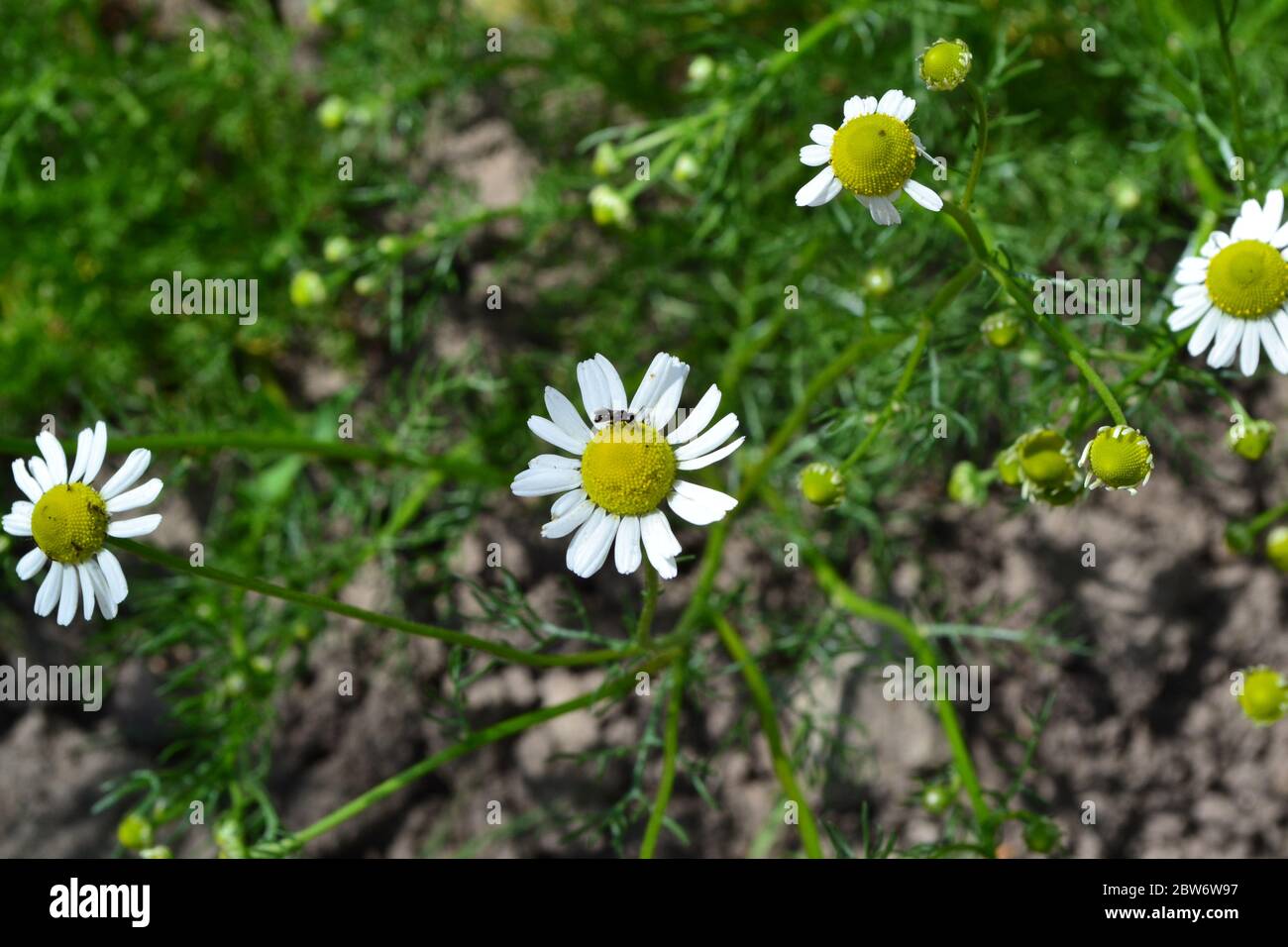 Home. White flowers. Gardening. Daisy flower Chamomile. Matricaria ...