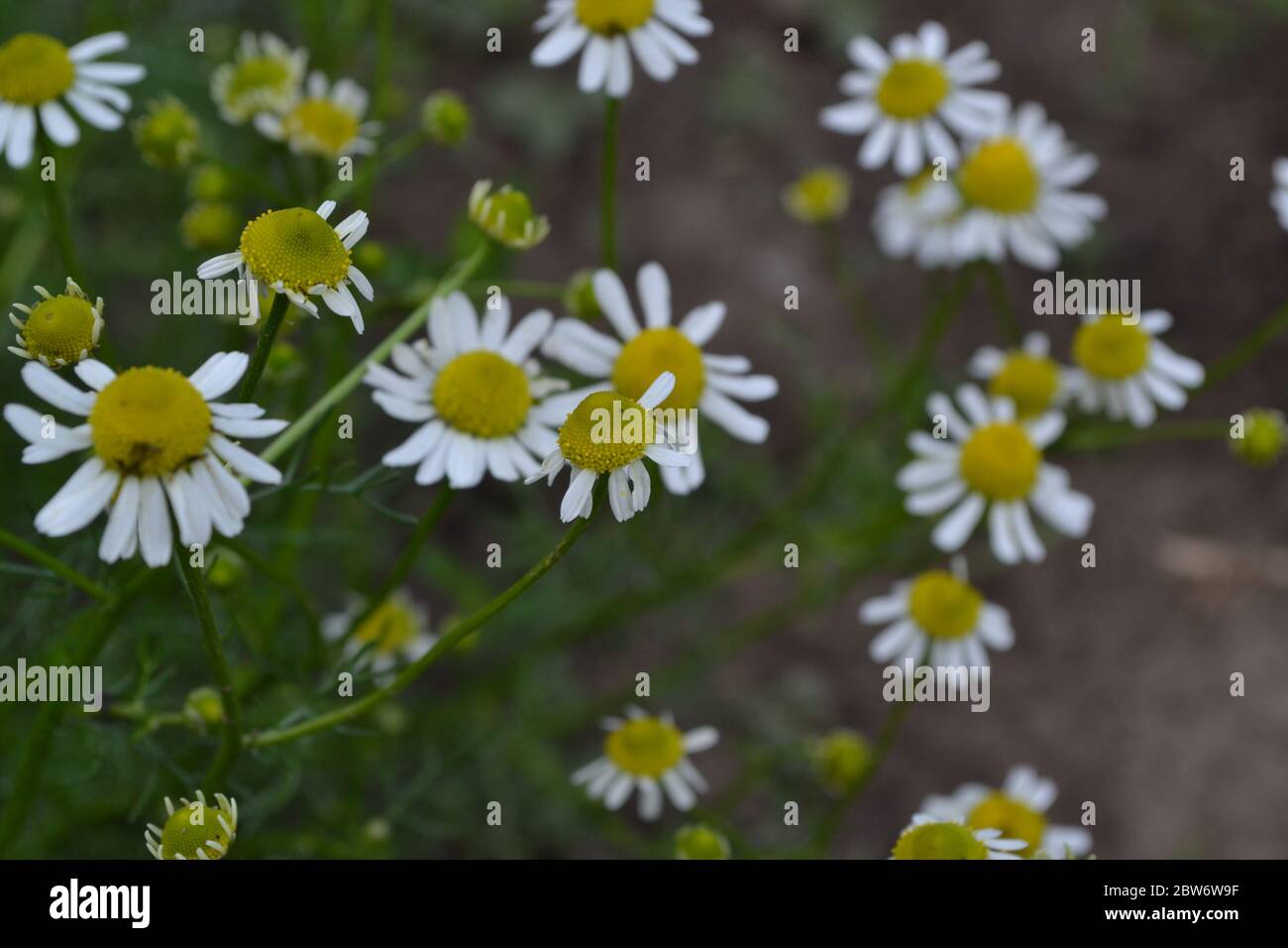 Home. Gardening. Daisy flower Chamomile. Matricaria chamomilla. Annual ...