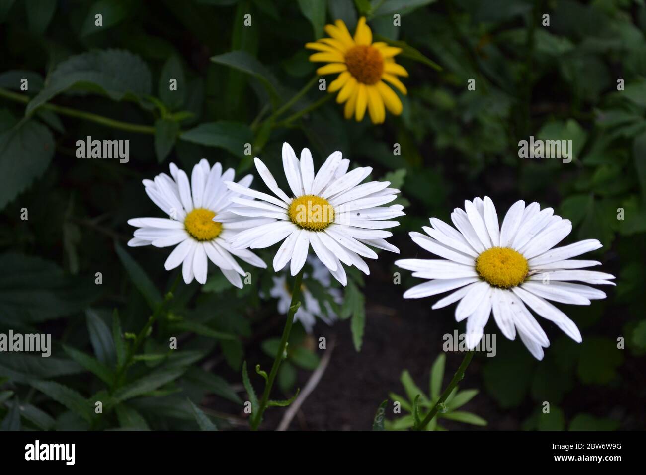 Gardening. Home garden, flower bed. House, field, farm, village. Daisy ...