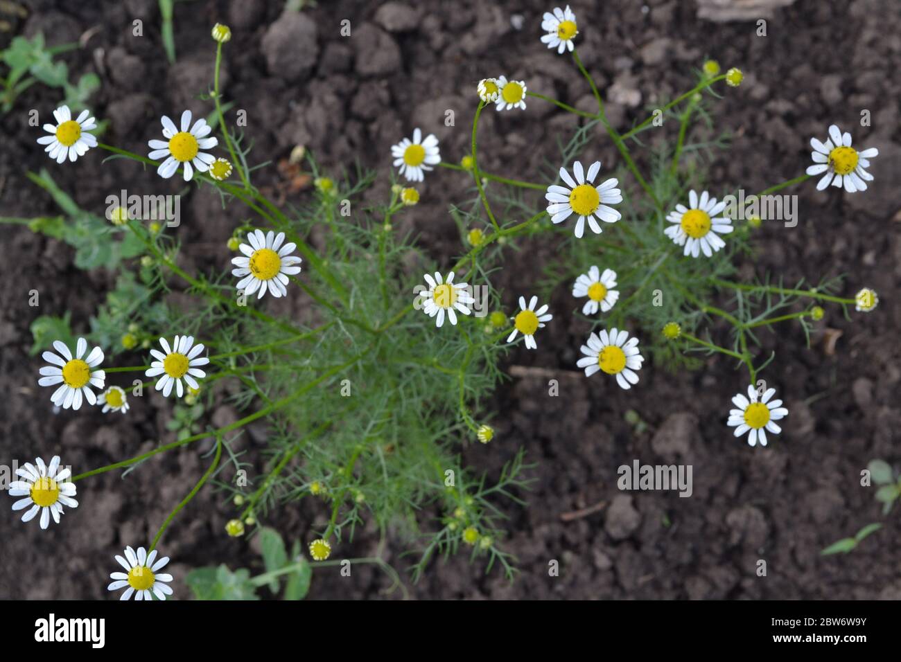 Home. Daisy, Chamomile. Matricaria chamomilla. Annual herbaceous plant ...