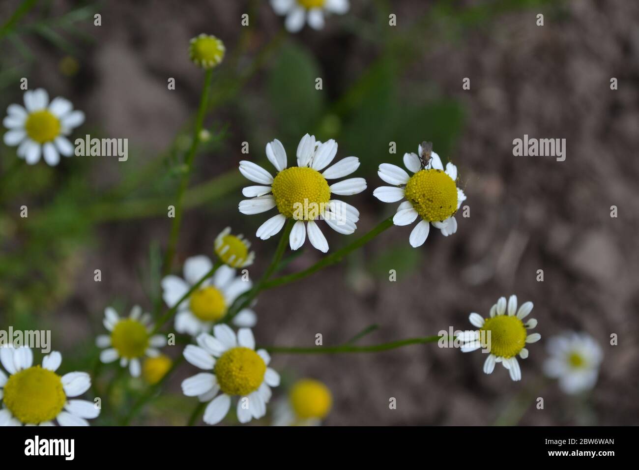 Gardening. Home garden, flower bed. House. Daisy flower Chamomile ...