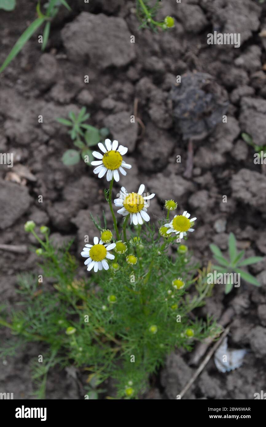 Gardening. Daisy, Chamomile. Matricaria chamomilla. Annual herbaceous ...