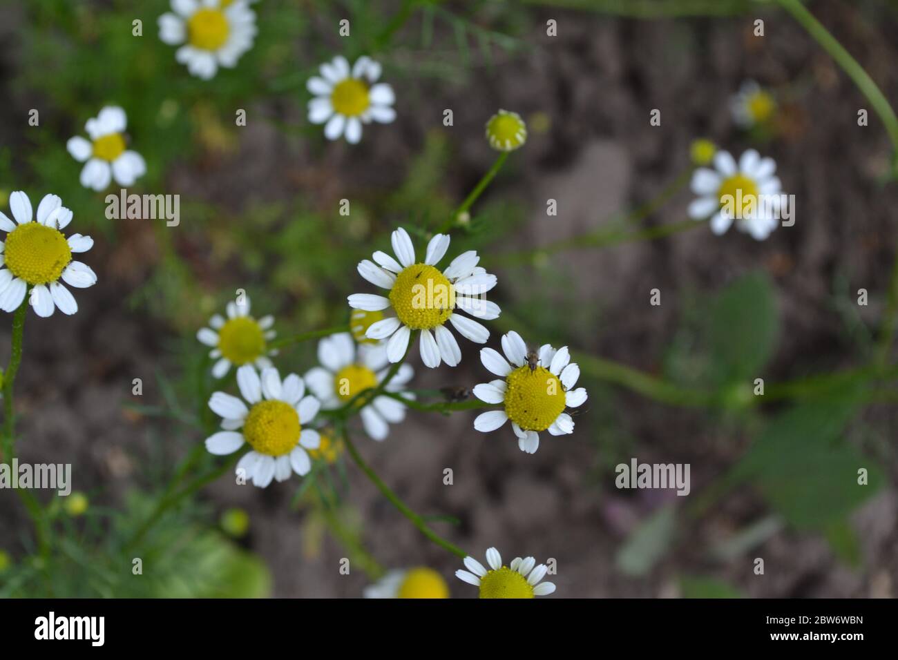 Gardening. Home. Daisy flower Chamomile. Matricaria chamomilla. Annual ...