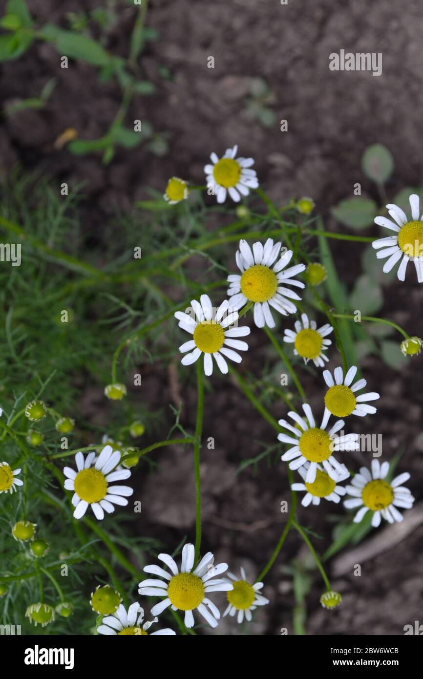 Home garden, flower bed. Gardening. Daisy flower Chamomile. Matricaria ...