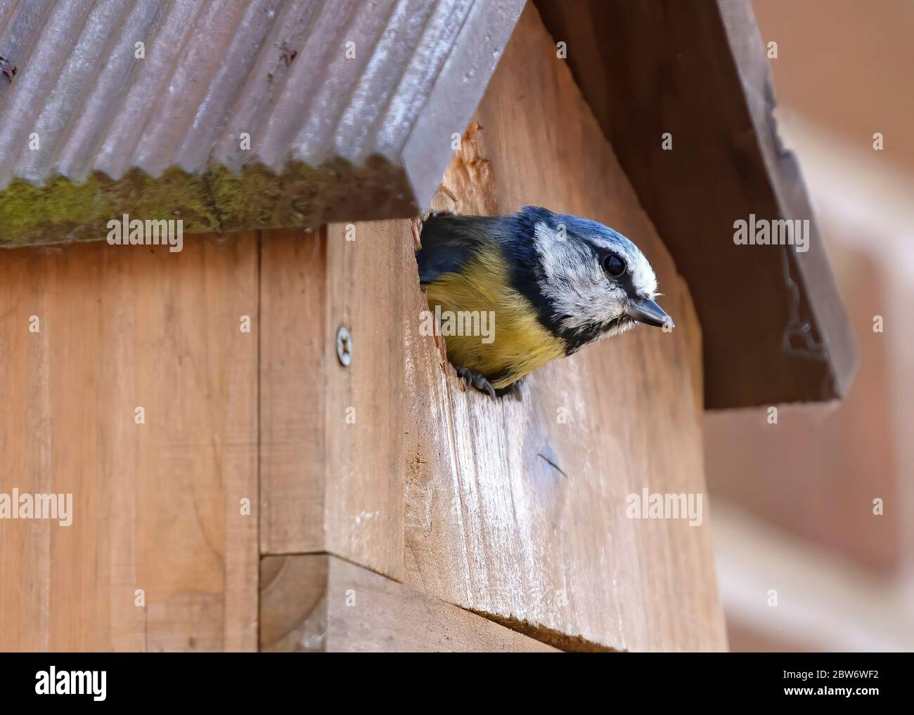 A blue tit bird, looking out of a bird box attached to a house in ...