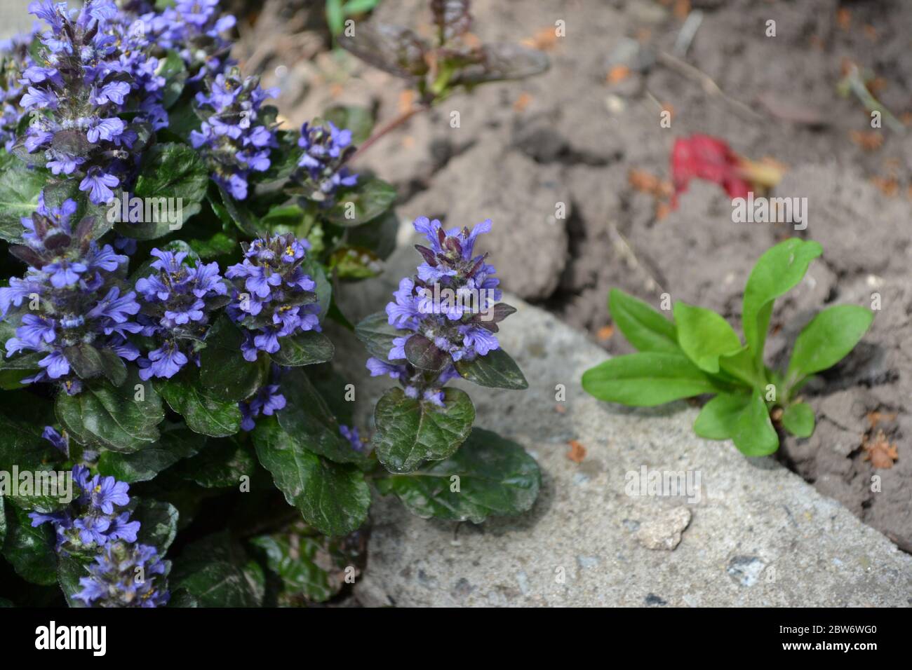 Green leaves, bushes, carpet. Gardening. Ajuga reptans. Perennial ...