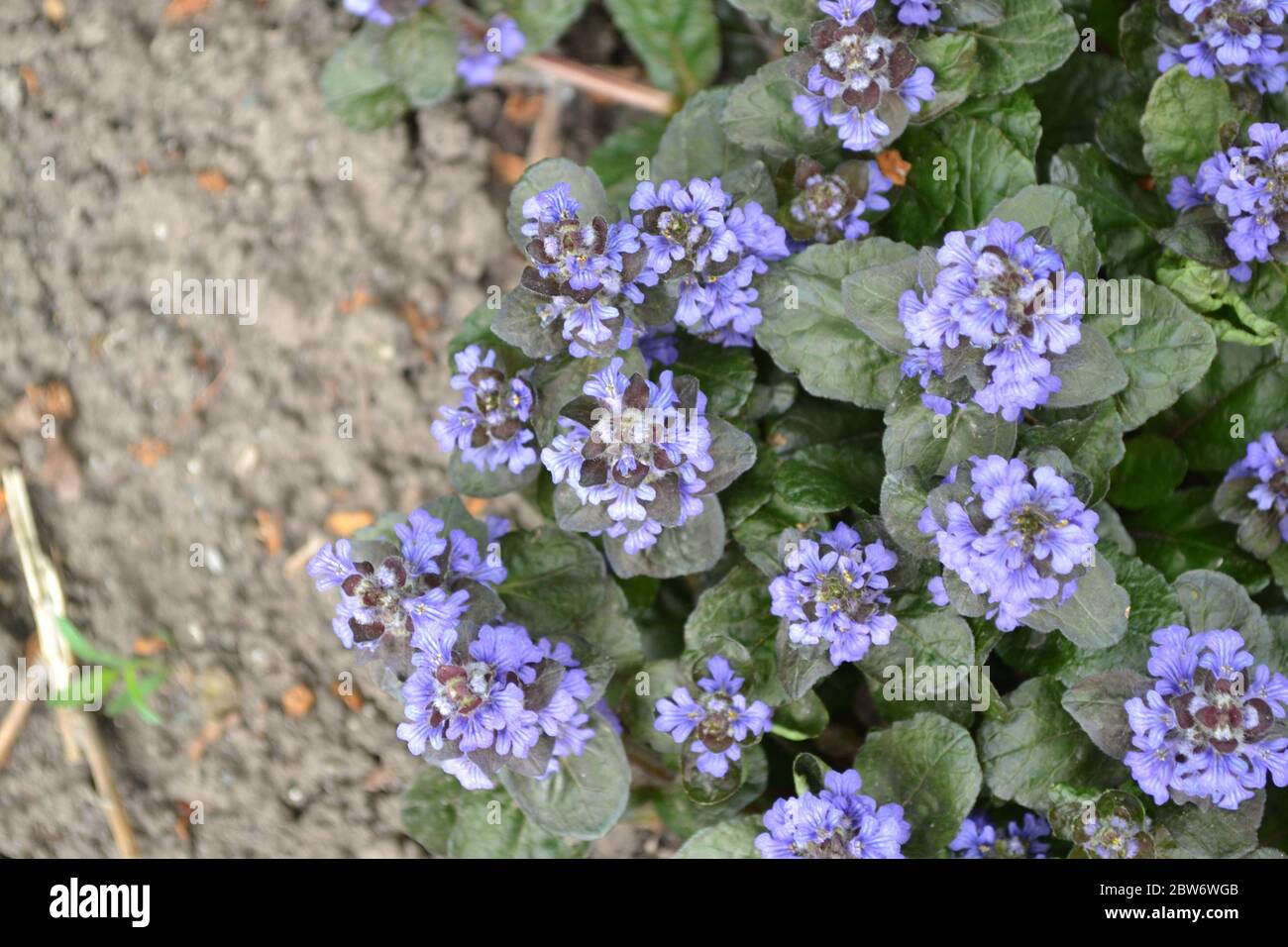 Green leaves, bushes, carpet. Gardening. Home garden, flower bed. House ...