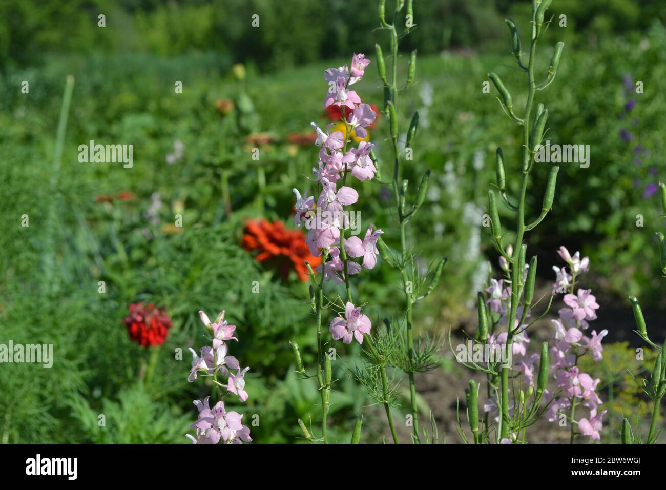 Consolida Ajacis High Resolution Stock Photography and Images - Alamy