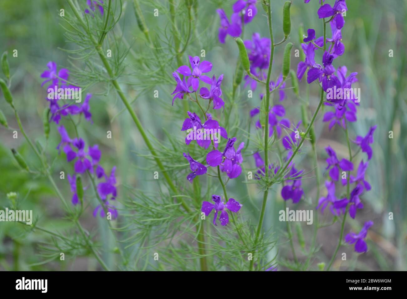 Consolida Ajacis High Resolution Stock Photography and Images - Alamy