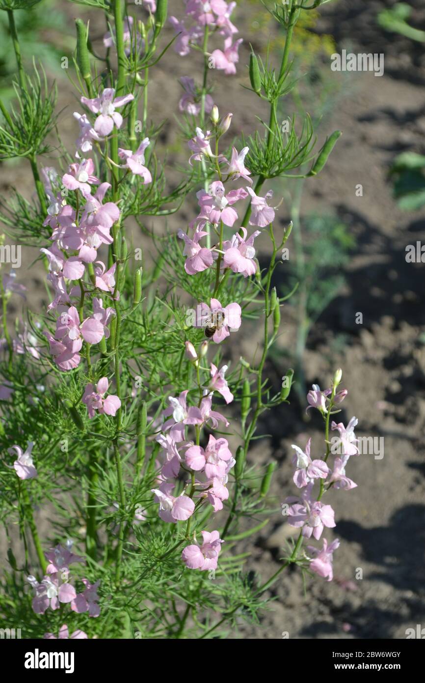 Green leaves, bushes. Gardening Home garden, flower bed. House, field ...