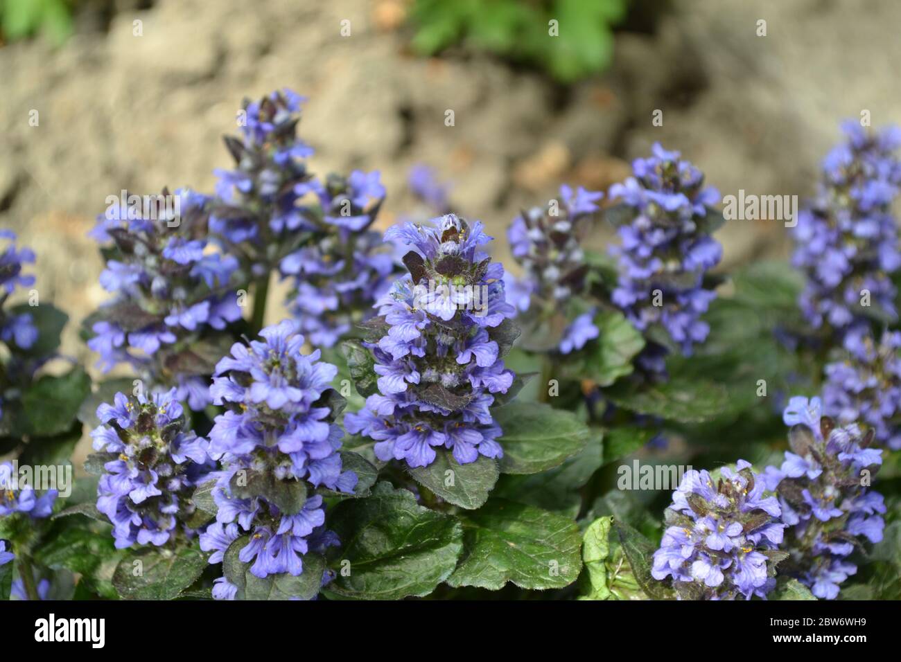 Green leaves. Gardening. Ajuga reptans. Perennial plant. Blue ...